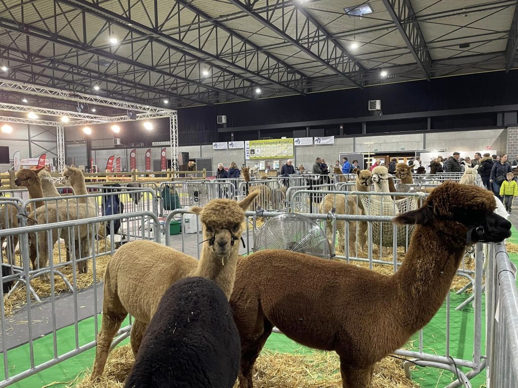 Alpaca's lokken veel volk naar Waregem Expo - Waregem1
